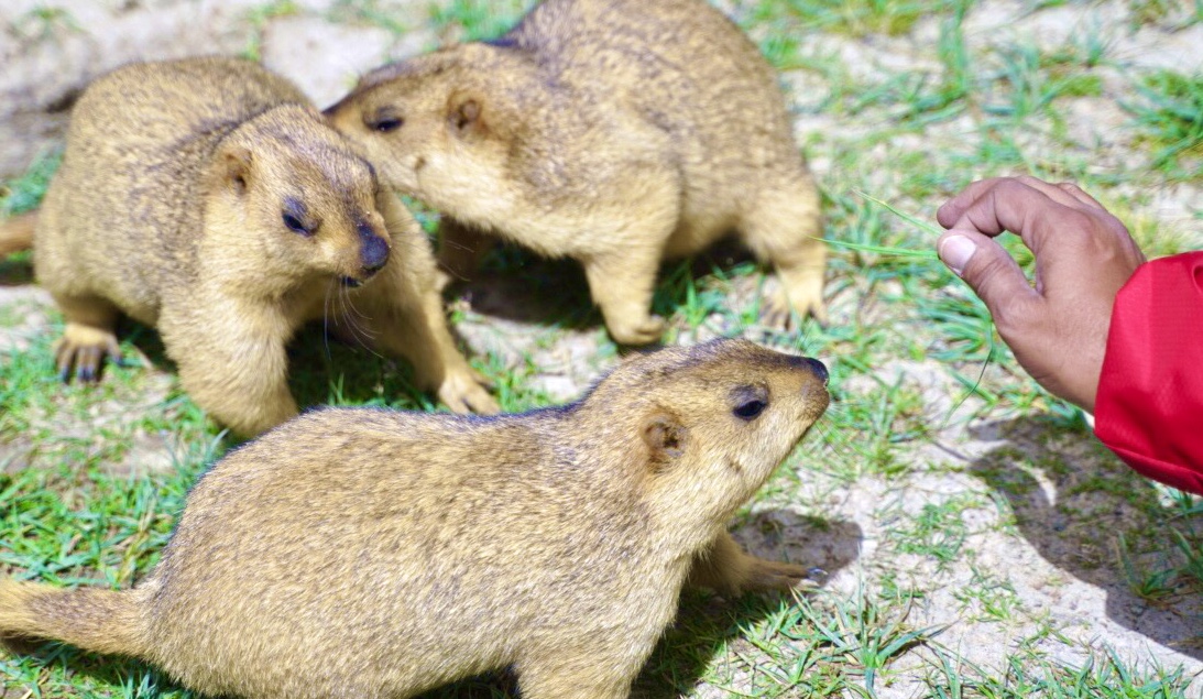 Mt.Kailash-The Soul Searching – Northern Heights